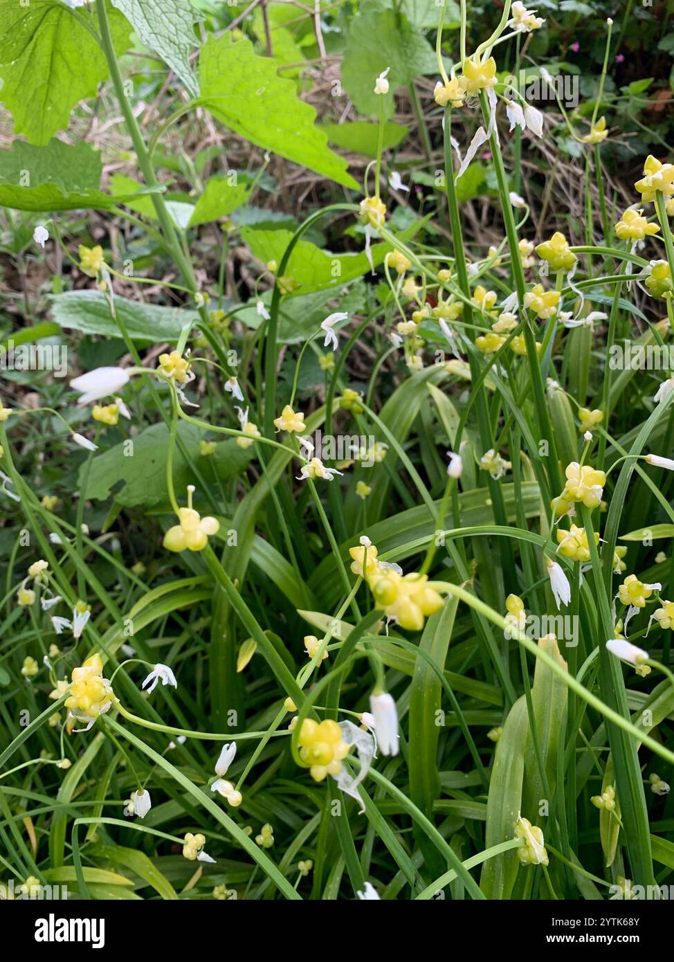 Few flowered leek hi-res stock photography and images - Alamy