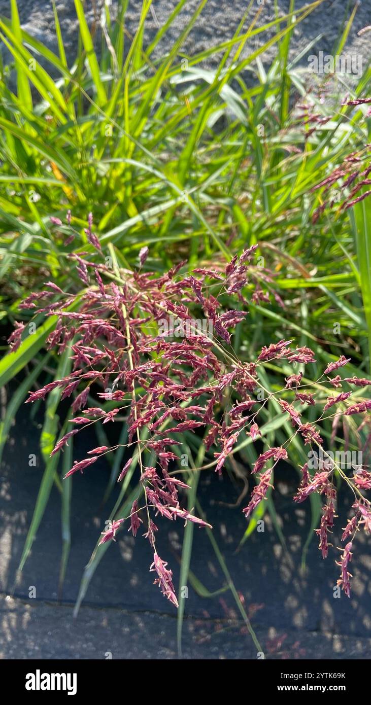 Johnson grass (Sorghum halepense Stock Photo - Alamy