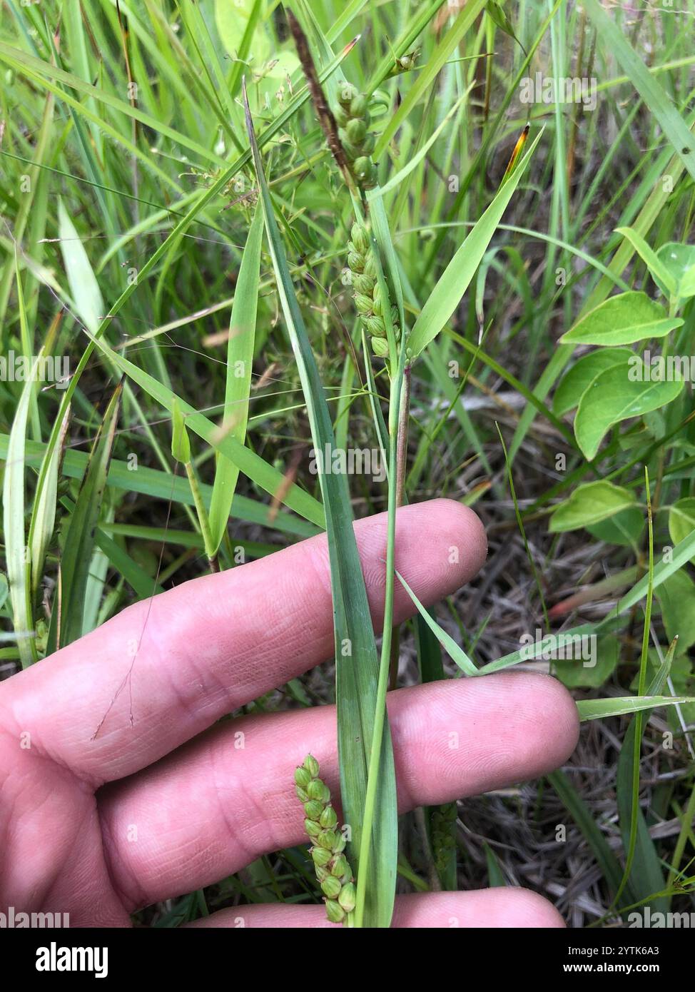 Blue Sedge (Carex glaucodea Stock Photo - Alamy