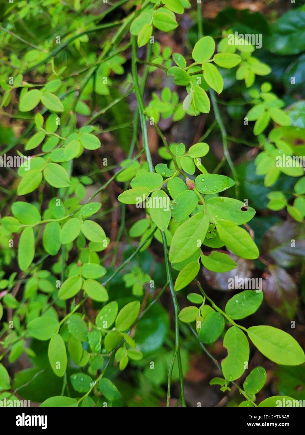 Red Huckleberry (Vaccinium parvifolium Stock Photo - Alamy