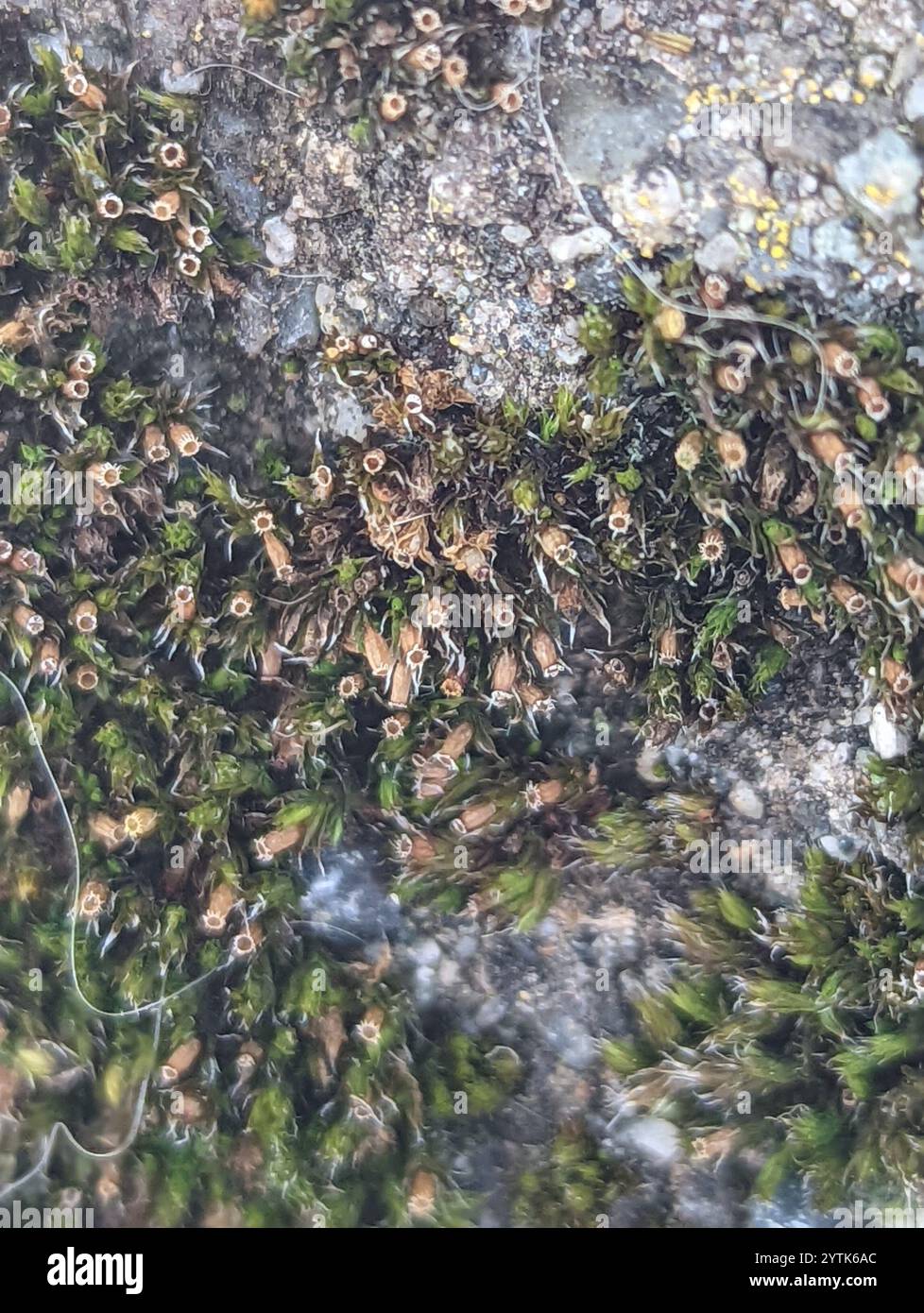 Schistidium papillosum hi-res stock photography and images - Alamy