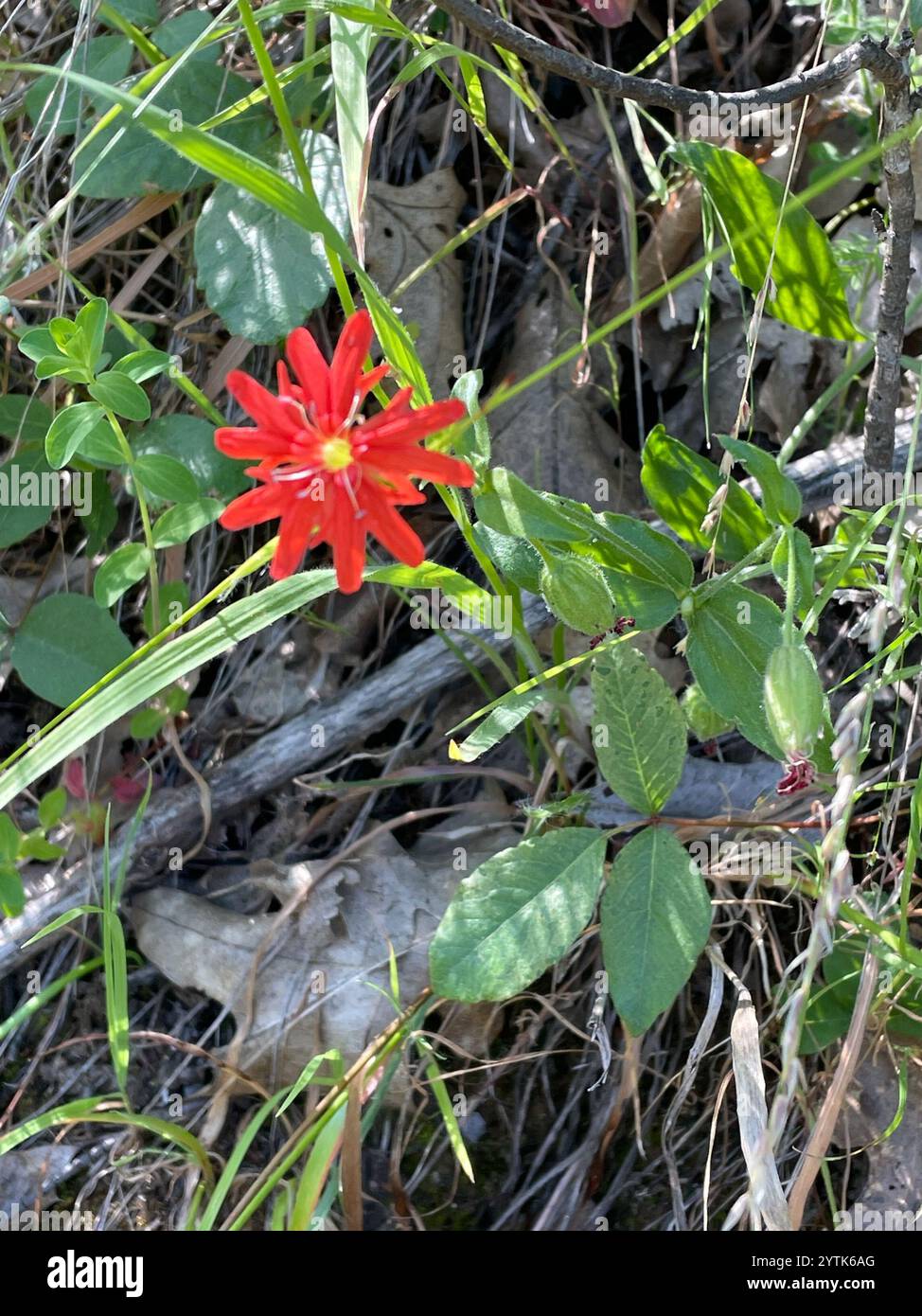 cardinal catchfly (Silene laciniata Stock Photo - Alamy