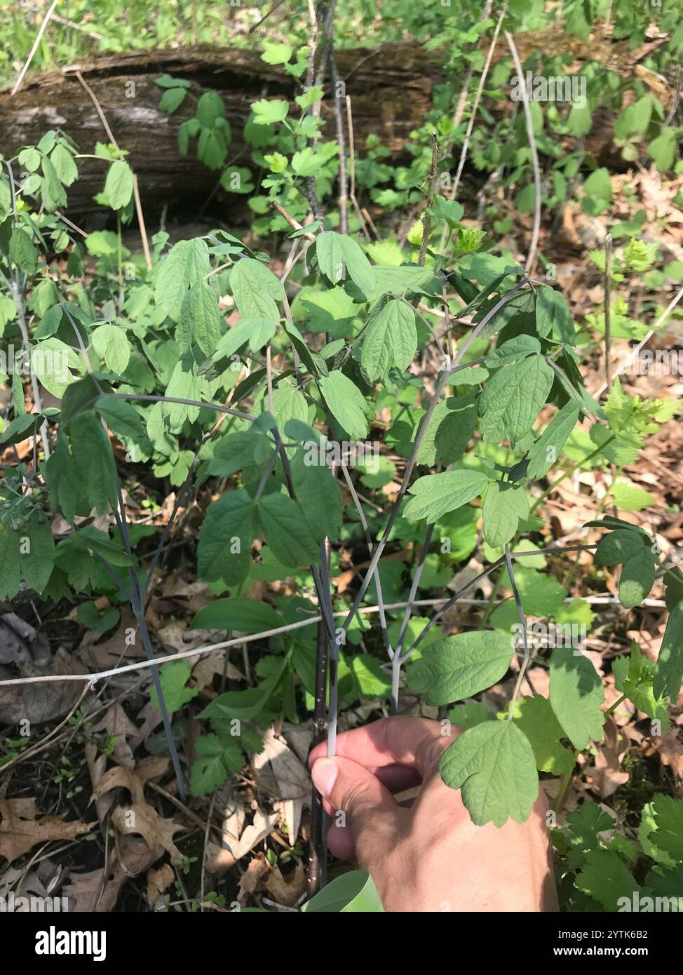 blue cohosh (Caulophyllum thalictroides Stock Photo - Alamy