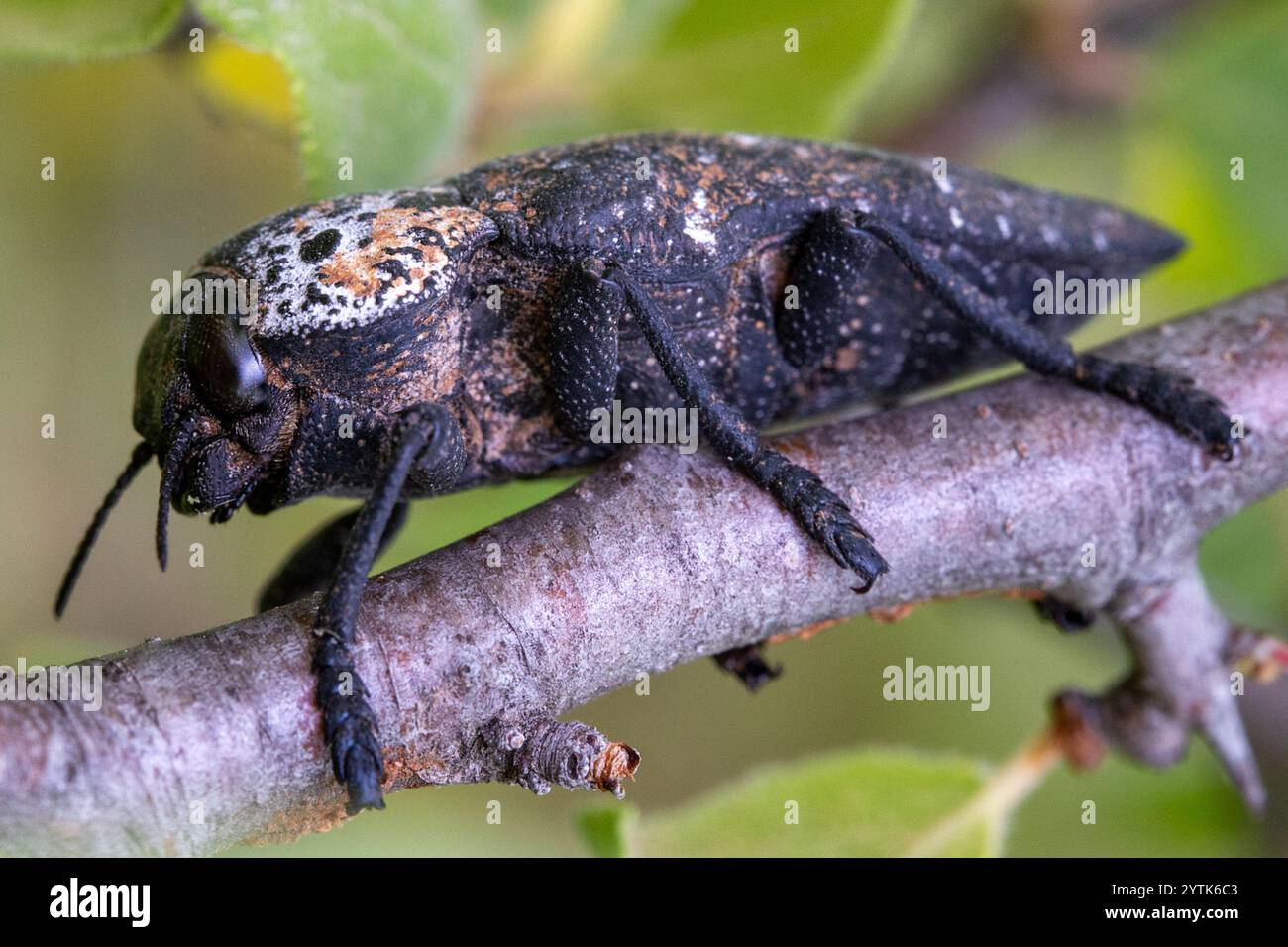 Flat-headed Root-borer (Capnodis tenebrionis Stock Photo - Alamy