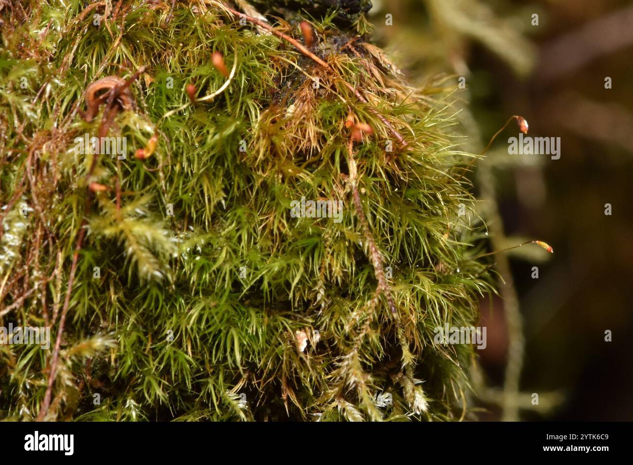 Silky Forklet-moss (Dicranella heteromalla Stock Photo - Alamy