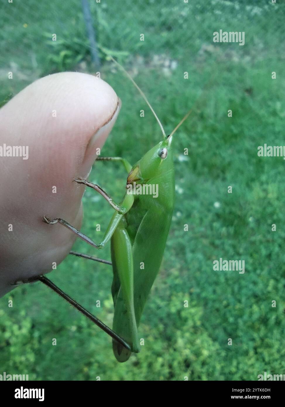 Broad-tipped Conehead (Neoconocephalus triops Stock Photo - Alamy
