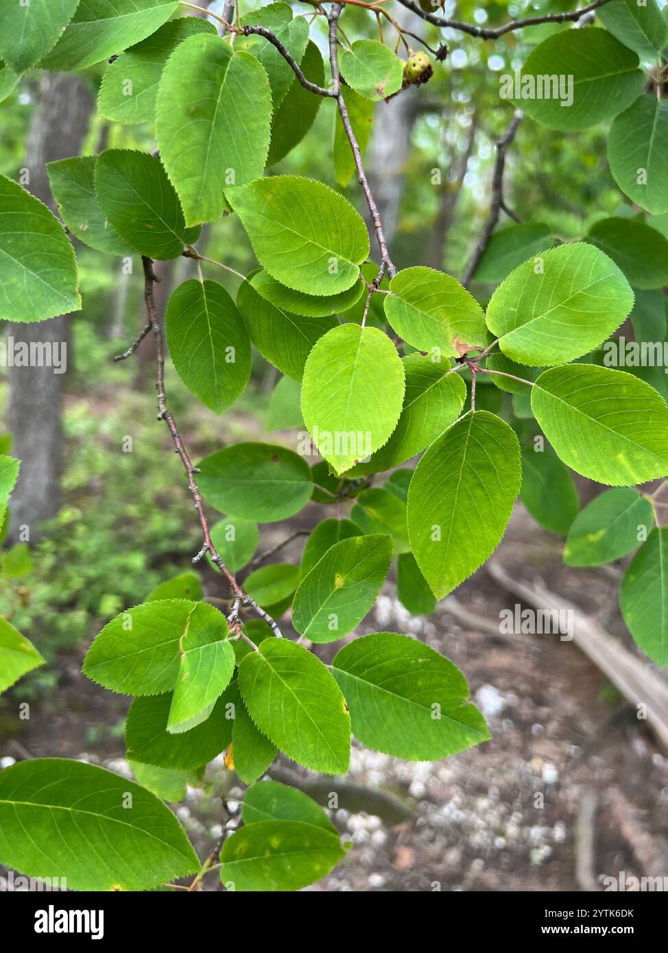 common serviceberry (Amelanchier arborea Stock Photo - Alamy