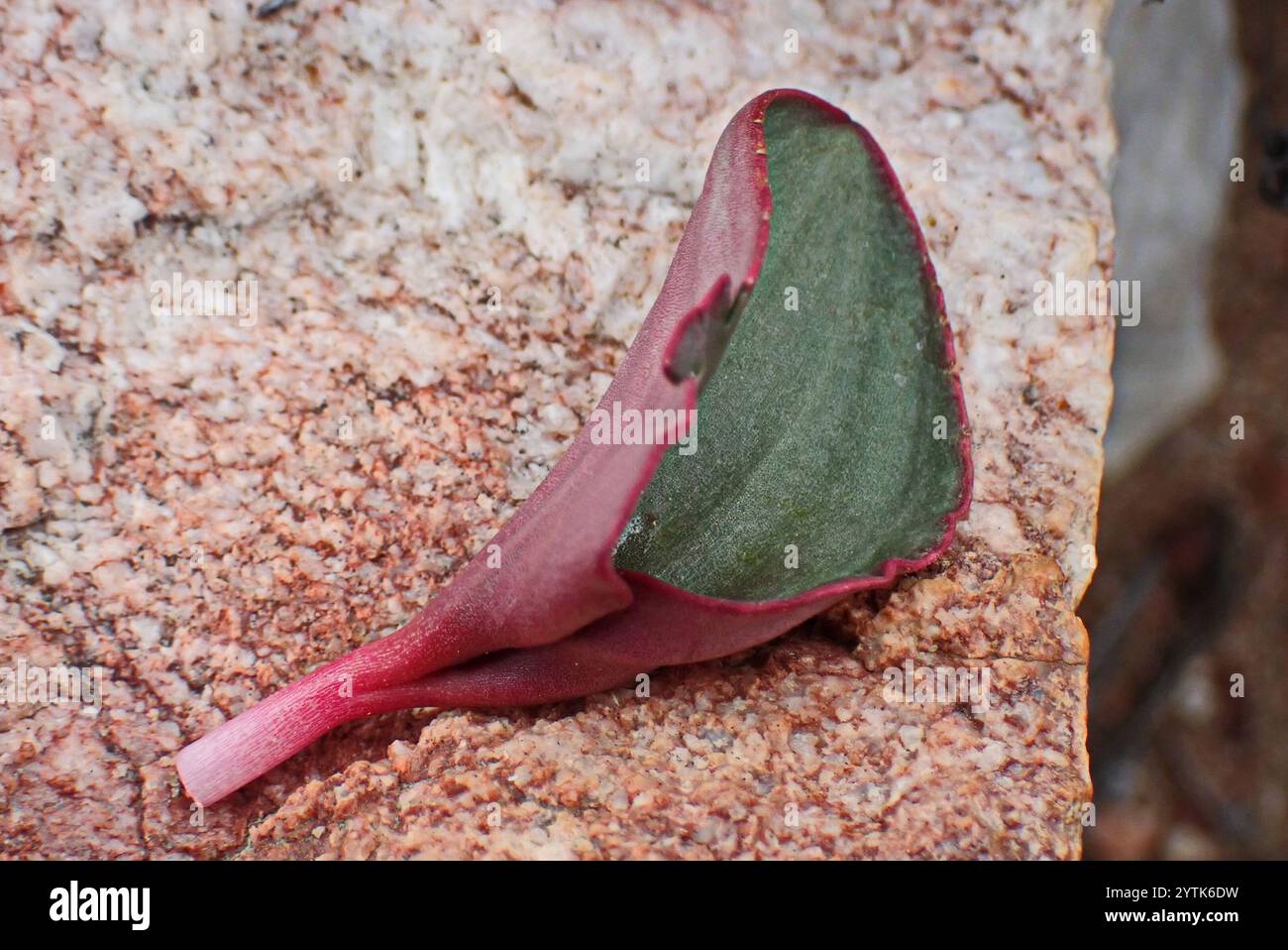 Cape Woolseed (Eriospermum capense Stock Photo - Alamy