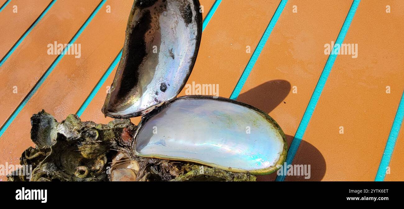 Asian Green Mussel (Perna viridis Stock Photo - Alamy