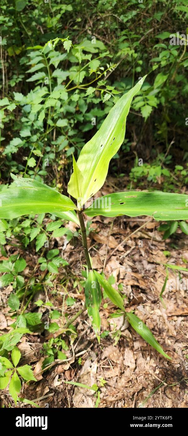 Virginia Dayflower (Commelina virginica Stock Photo - Alamy