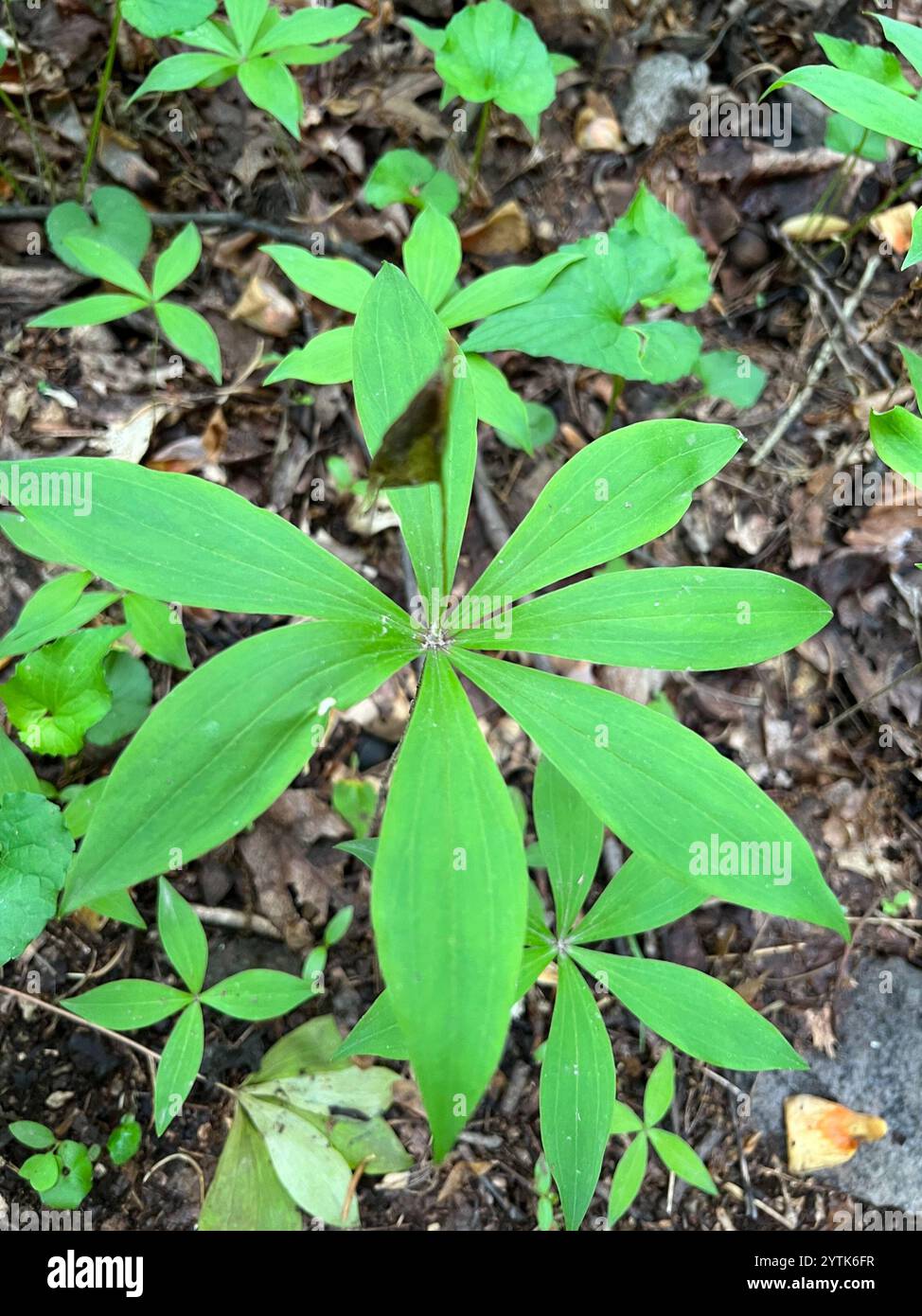 Cucumber Root (Medeola virginiana Stock Photo - Alamy