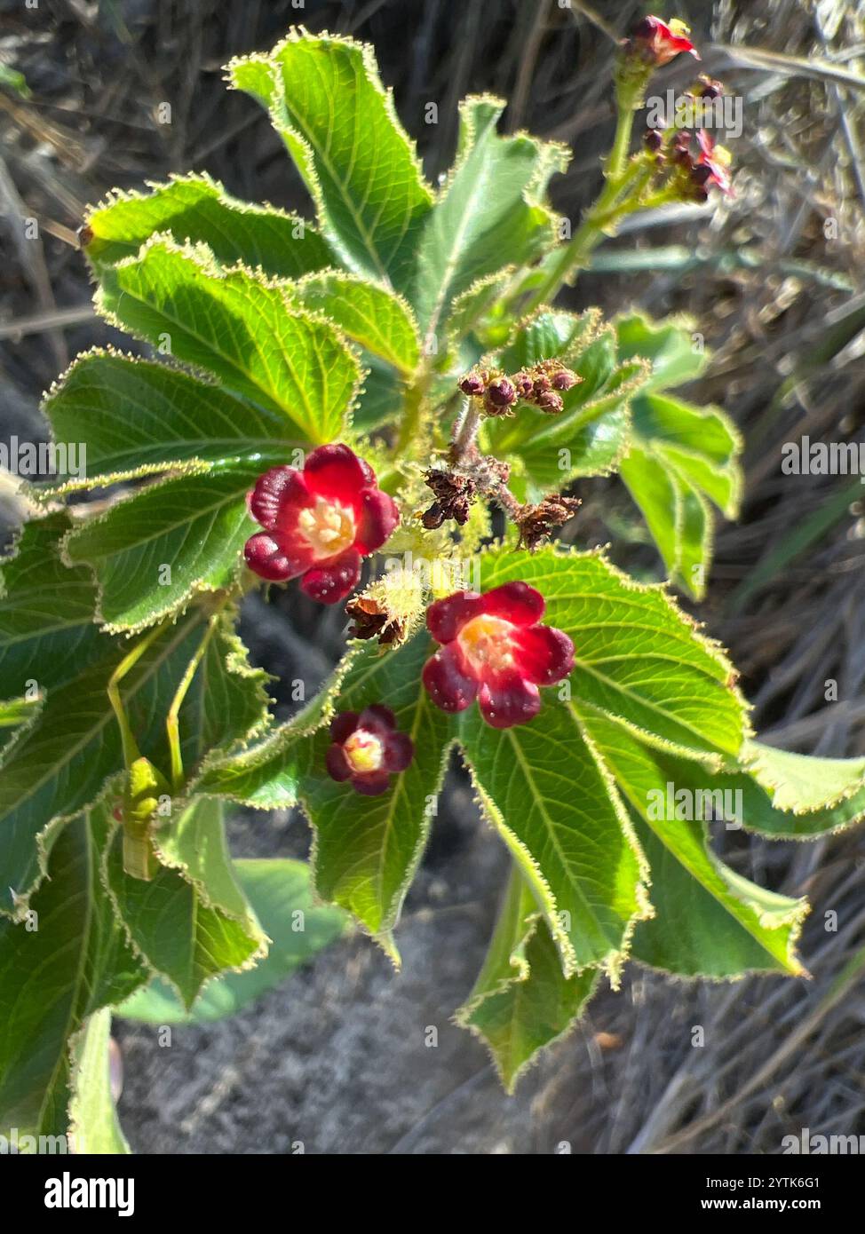 Bellyache bush hi-res stock photography and images - Alamy