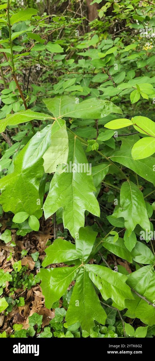 southern red oak (Quercus falcata Stock Photo - Alamy