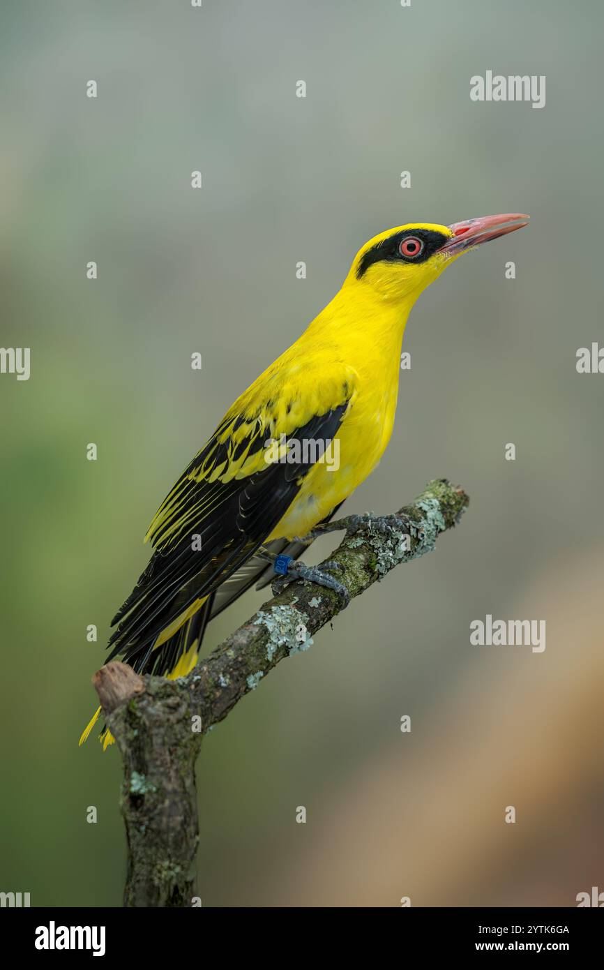 African golden oriole or African oriole Oriolus auratus Stock Photo - Alamy