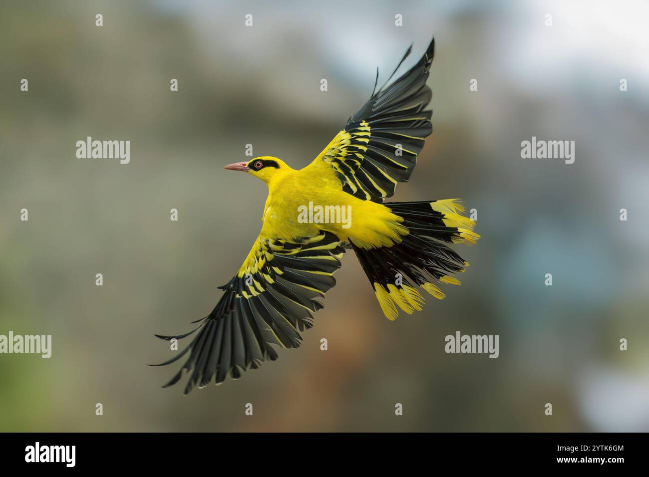 African golden oriole or African oriole Oriolus auratus Stock Photo - Alamy