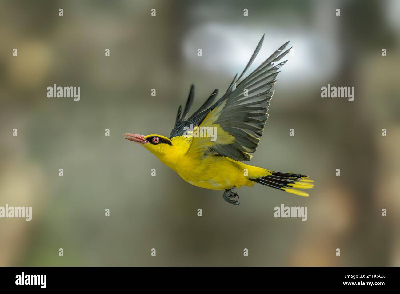 African golden oriole or African oriole Oriolus auratus Stock Photo - Alamy