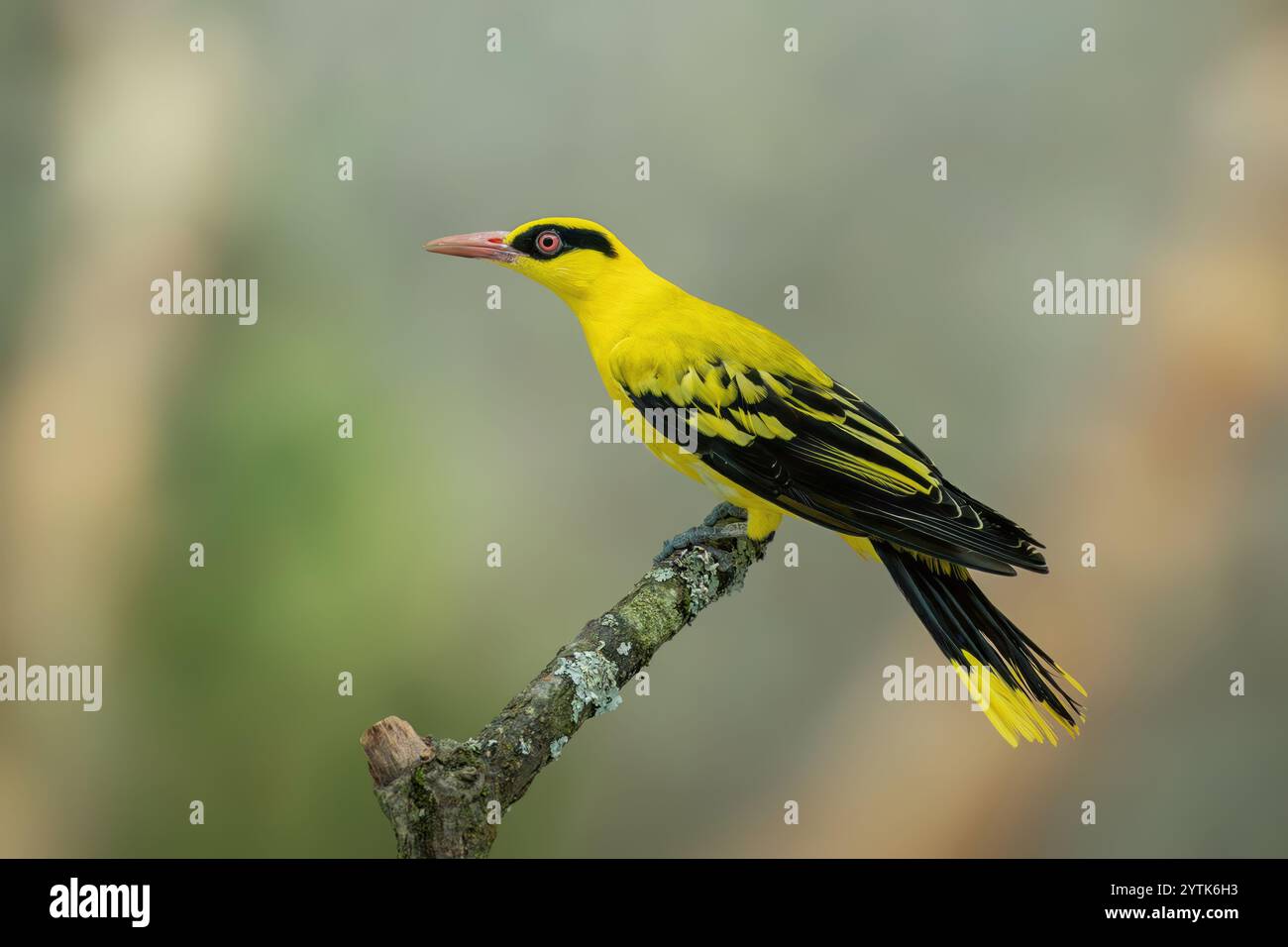 African golden oriole or African oriole Oriolus auratus Stock Photo - Alamy