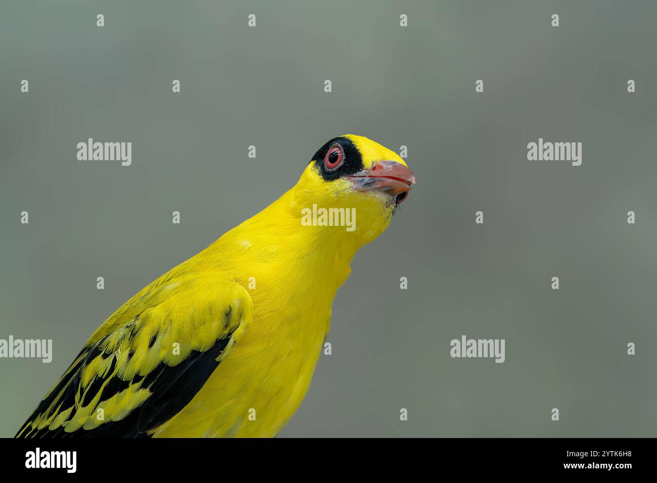African golden oriole hi-res stock photography and images - Alamy
