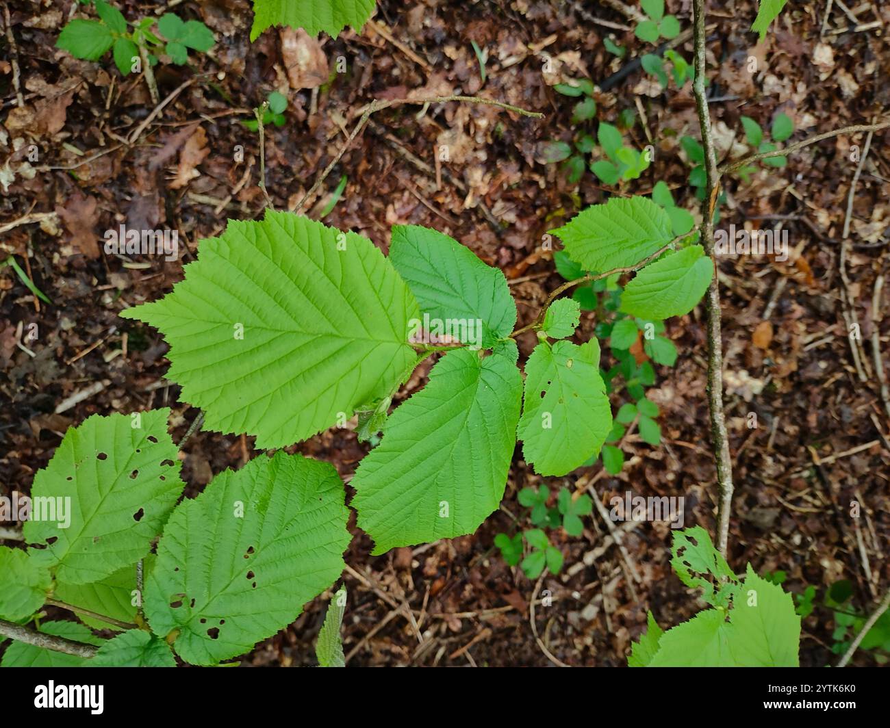 common hazel (Corylus avellana Stock Photo - Alamy