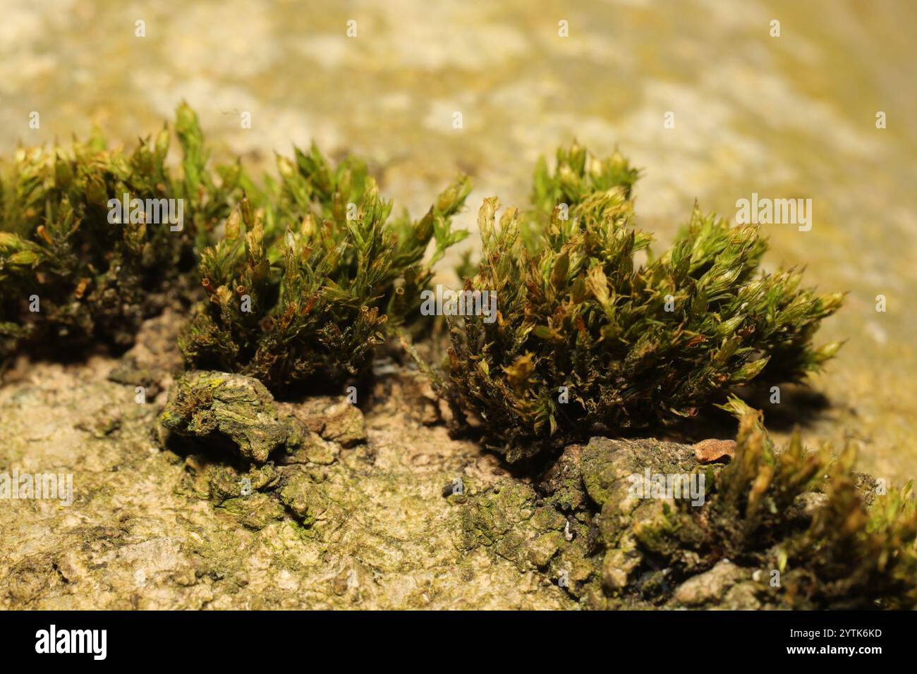 Wood Bristle-moss (Lewinskya affinis Stock Photo - Alamy