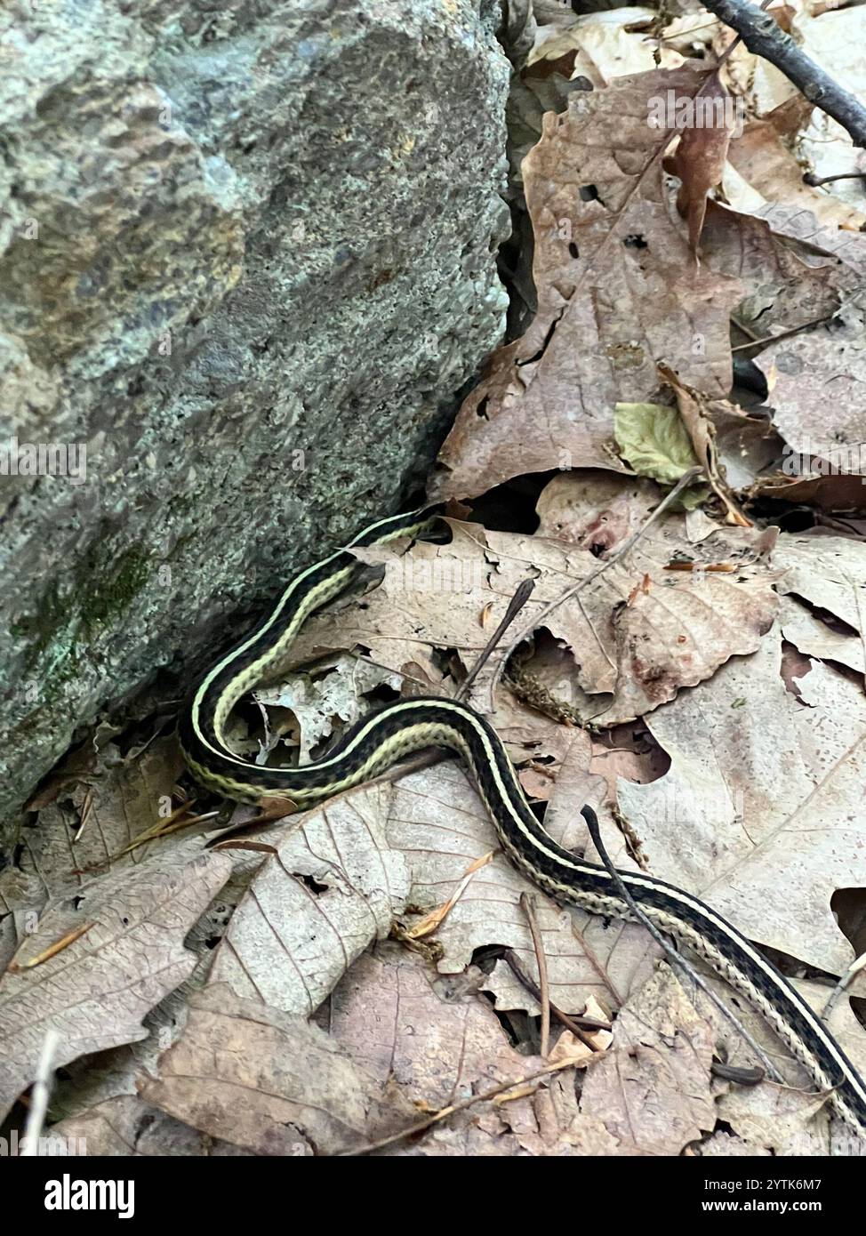 Common Garter Snake (Thamnophis sirtalis Stock Photo - Alamy