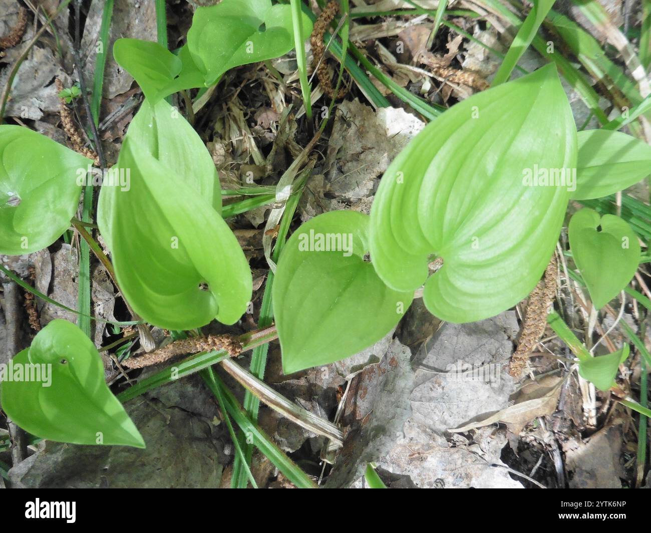May Lily (Maianthemum bifolium Stock Photo - Alamy