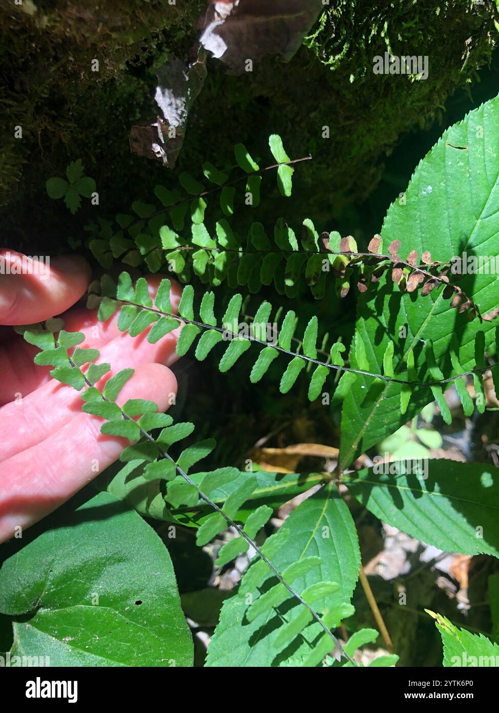 Black-stemmed Spleenwort (Asplenium resiliens Stock Photo - Alamy