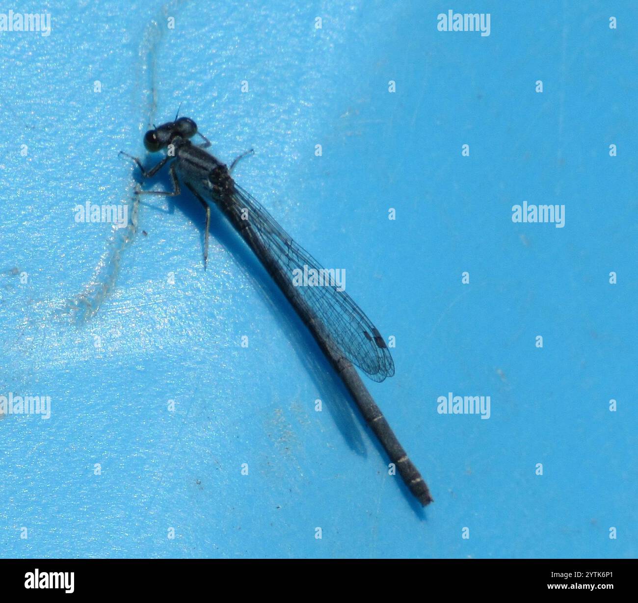 Narrow-winged Damselflies (Coenagrionidae Stock Photo - Alamy
