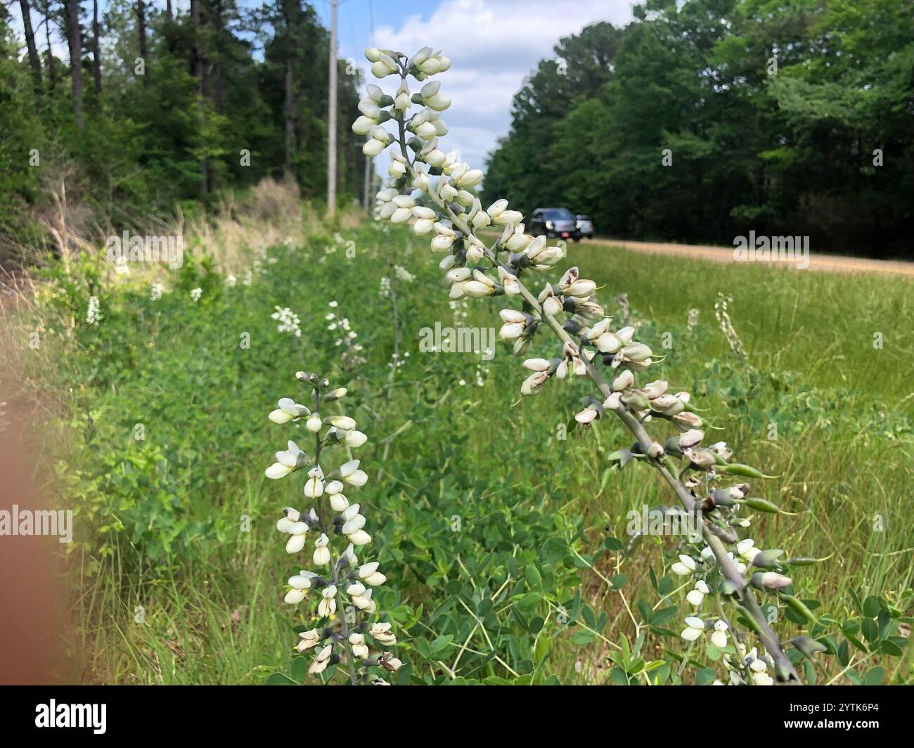 thin-pod white wild indigo (Baptisia alba macrophylla Stock Photo - Alamy
