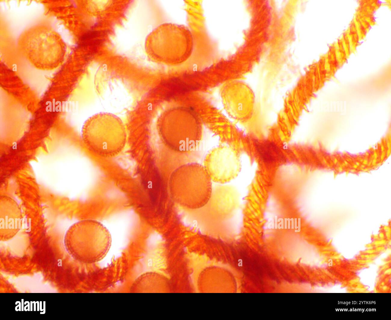 Wasp's Nest Slime Mold (Metatrichia vesparia Stock Photo - Alamy