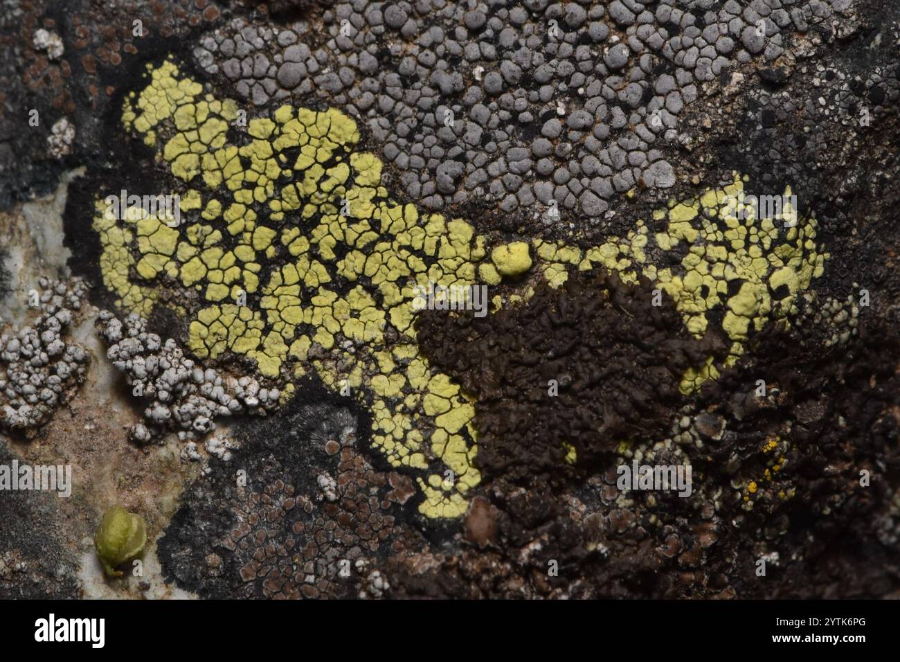 Map Lichens (Rhizocarpon Stock Photo - Alamy