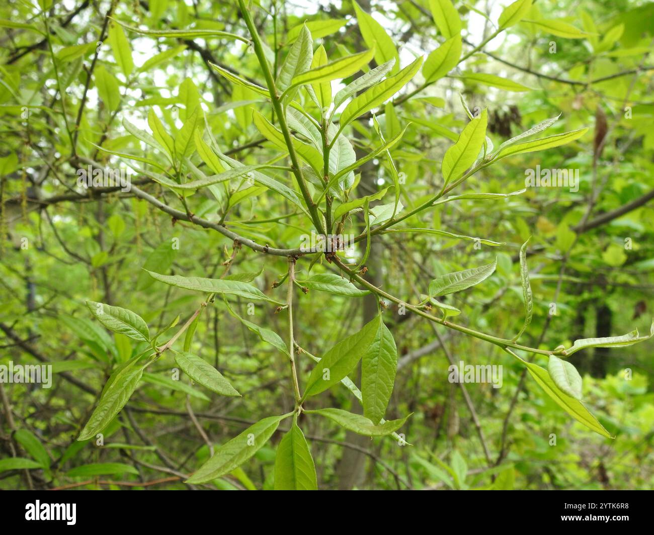 Shellbark Hickory (Carya laciniosa Stock Photo - Alamy
