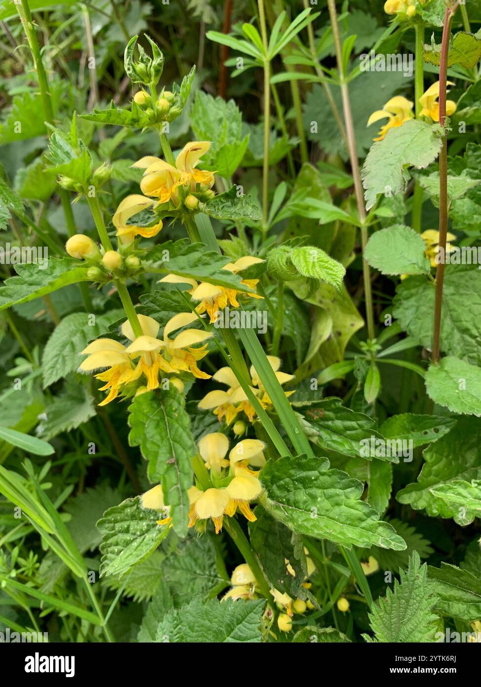 yellow archangel (Lamium galeobdolon Stock Photo - Alamy