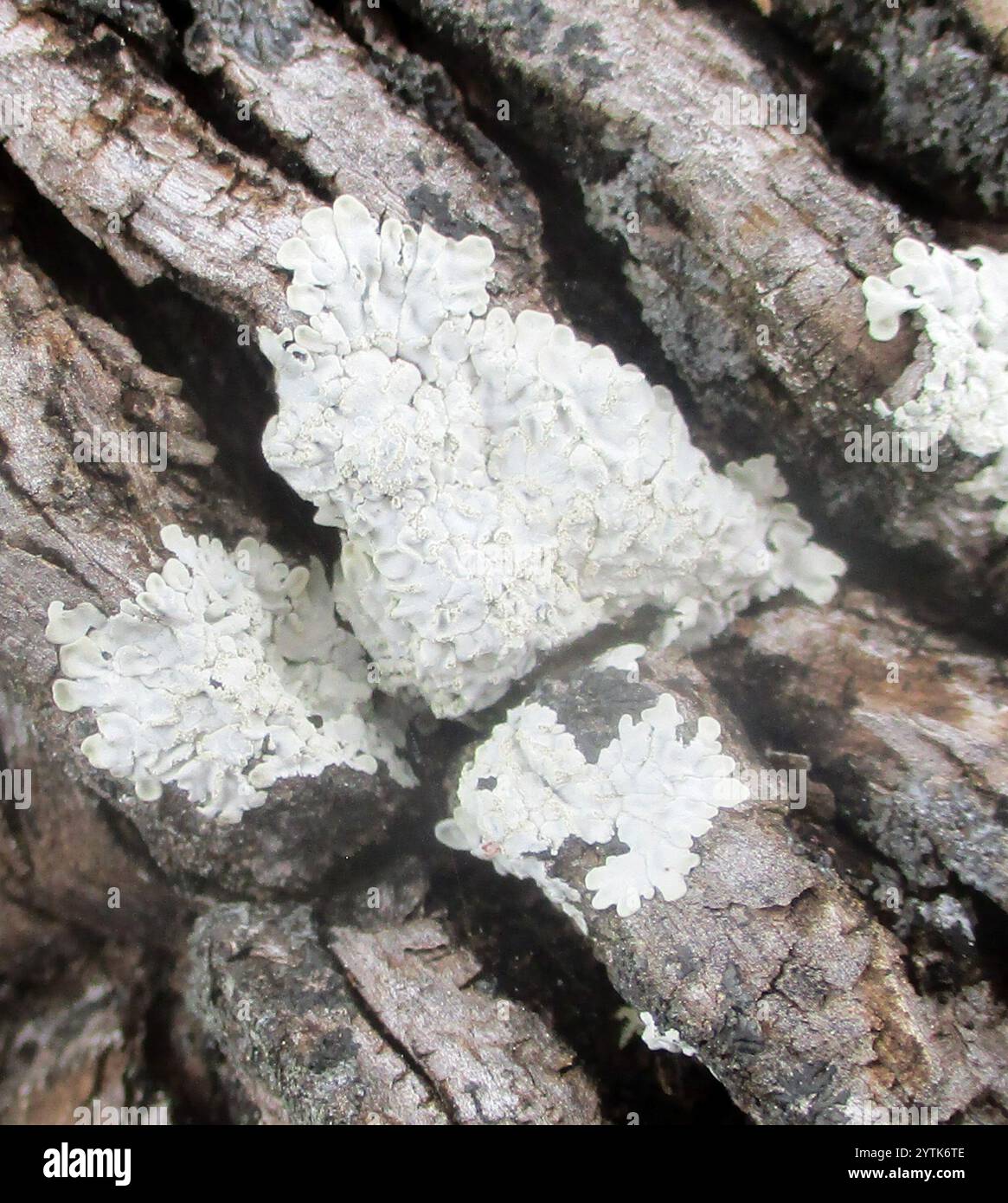 common lichens (Lecanoromycetes Stock Photo - Alamy