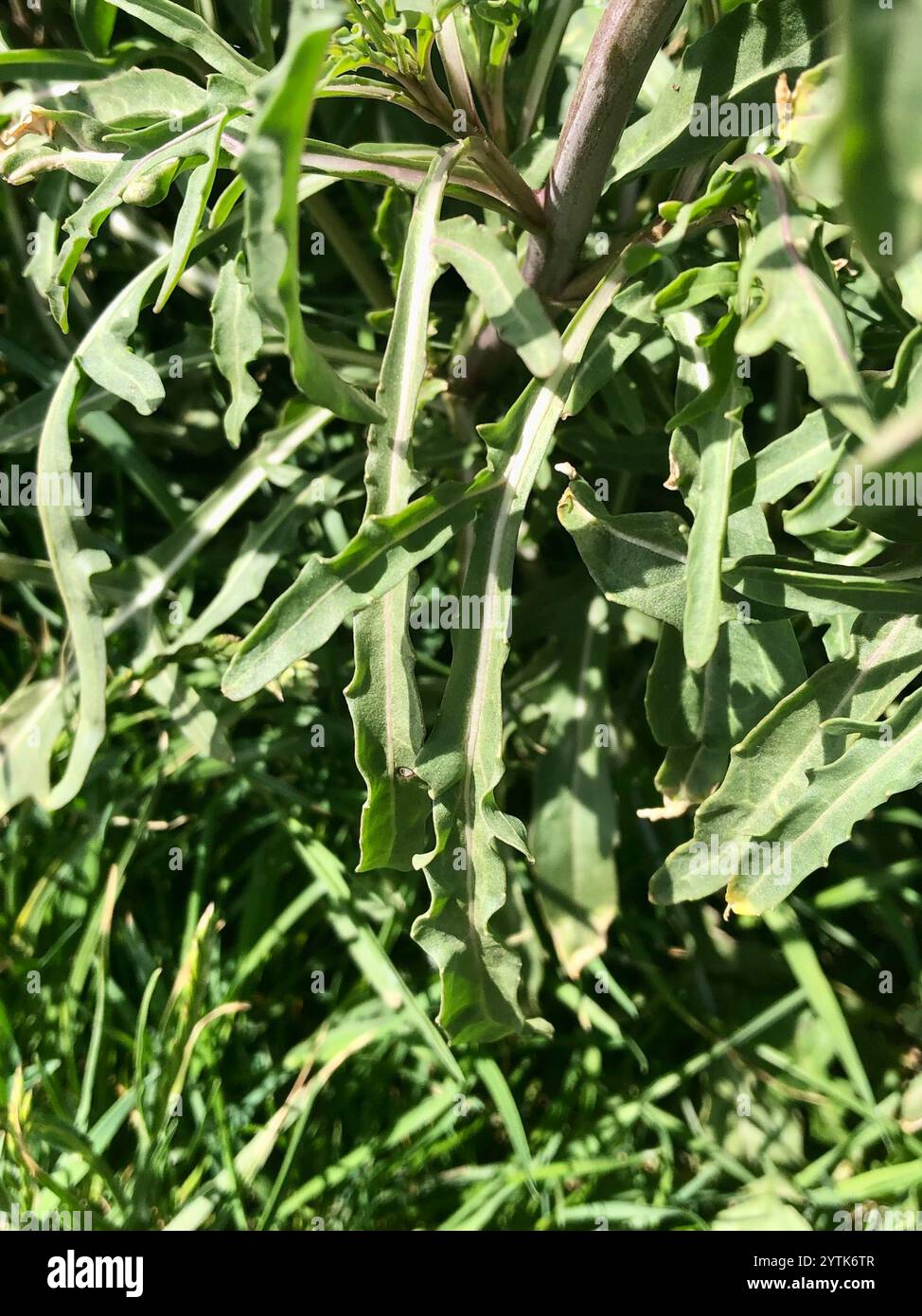 Perennial Wall-rocket (Diplotaxis tenuifolia Stock Photo - Alamy