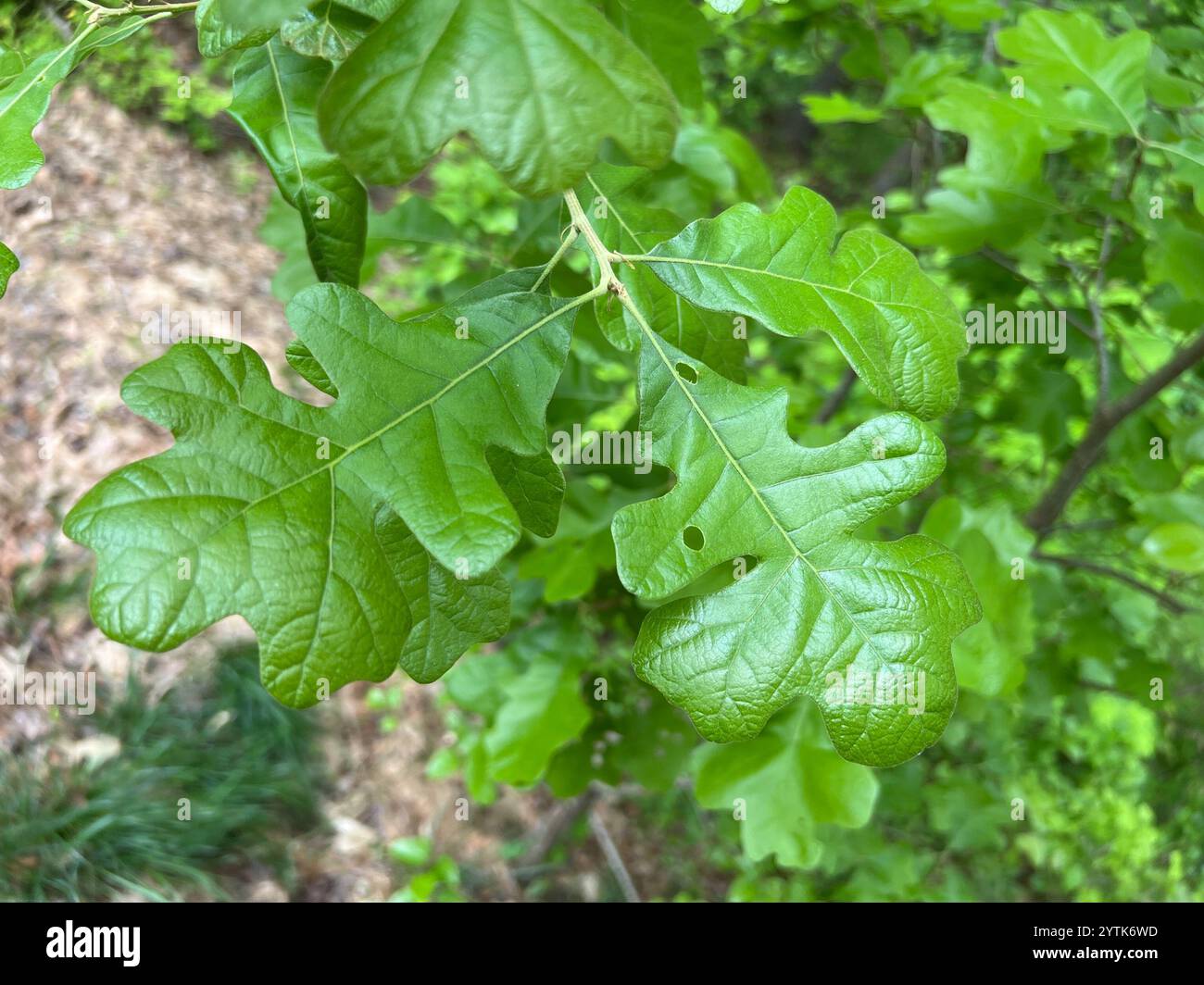 post oak (Quercus stellata Stock Photo - Alamy