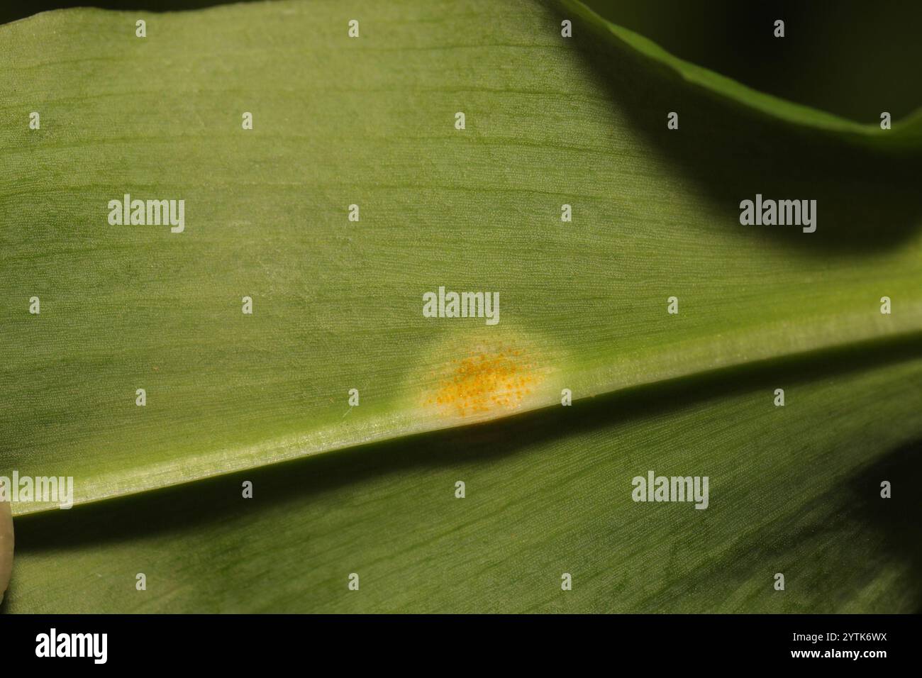rust fungi (Pucciniales Stock Photo - Alamy