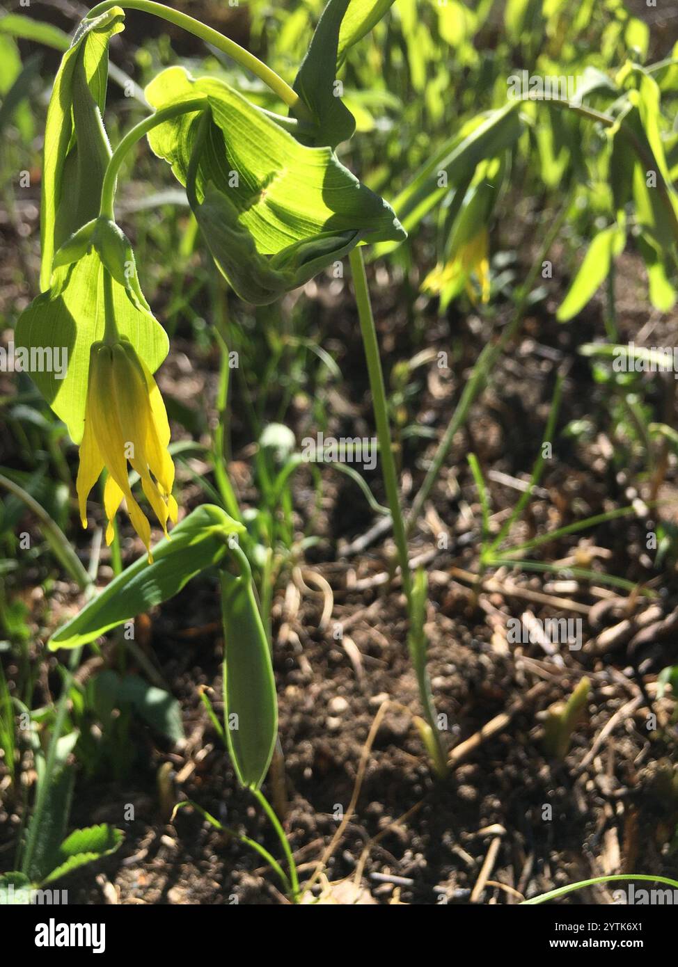 largeflower bellwort (Uvularia grandiflora Stock Photo - Alamy