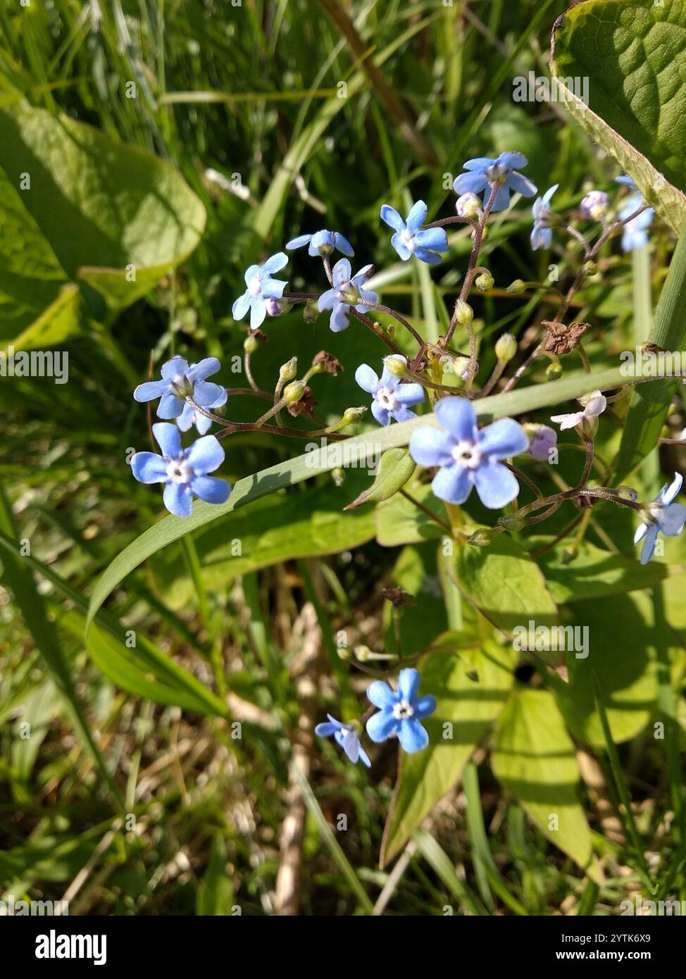 Siberian bugloss (Brunnera macrophylla Stock Photo - Alamy