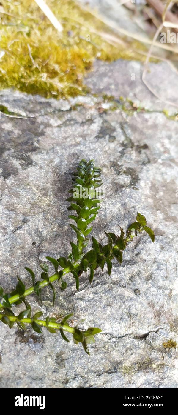 Canadian Waterweed (Elodea canadensis Stock Photo - Alamy