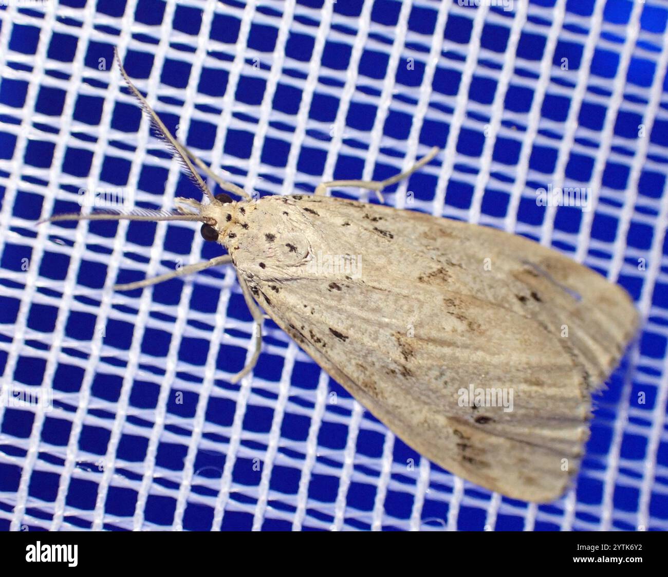 Cape Ivy Moth (Diota rostrata Stock Photo - Alamy