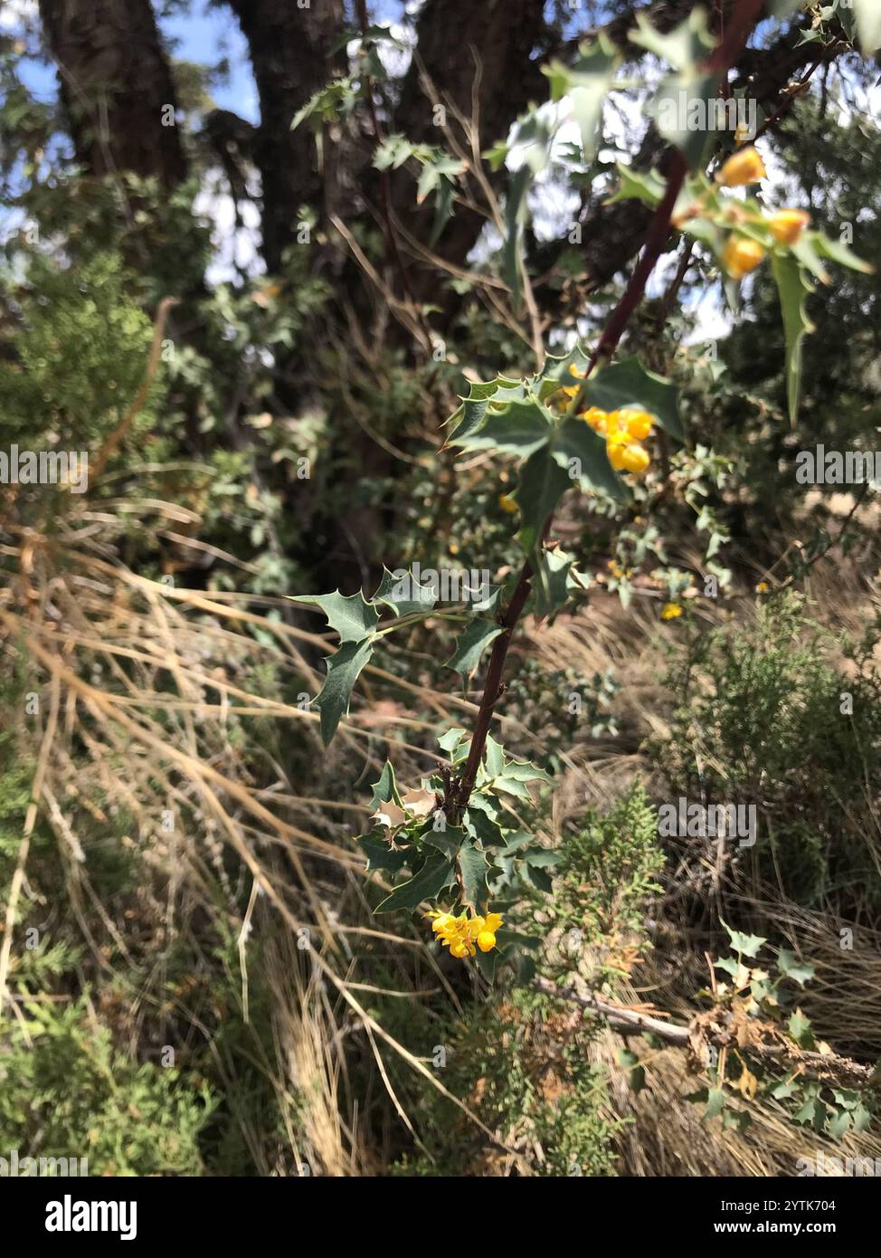 Berberis fremontii hi-res stock photography and images - Alamy