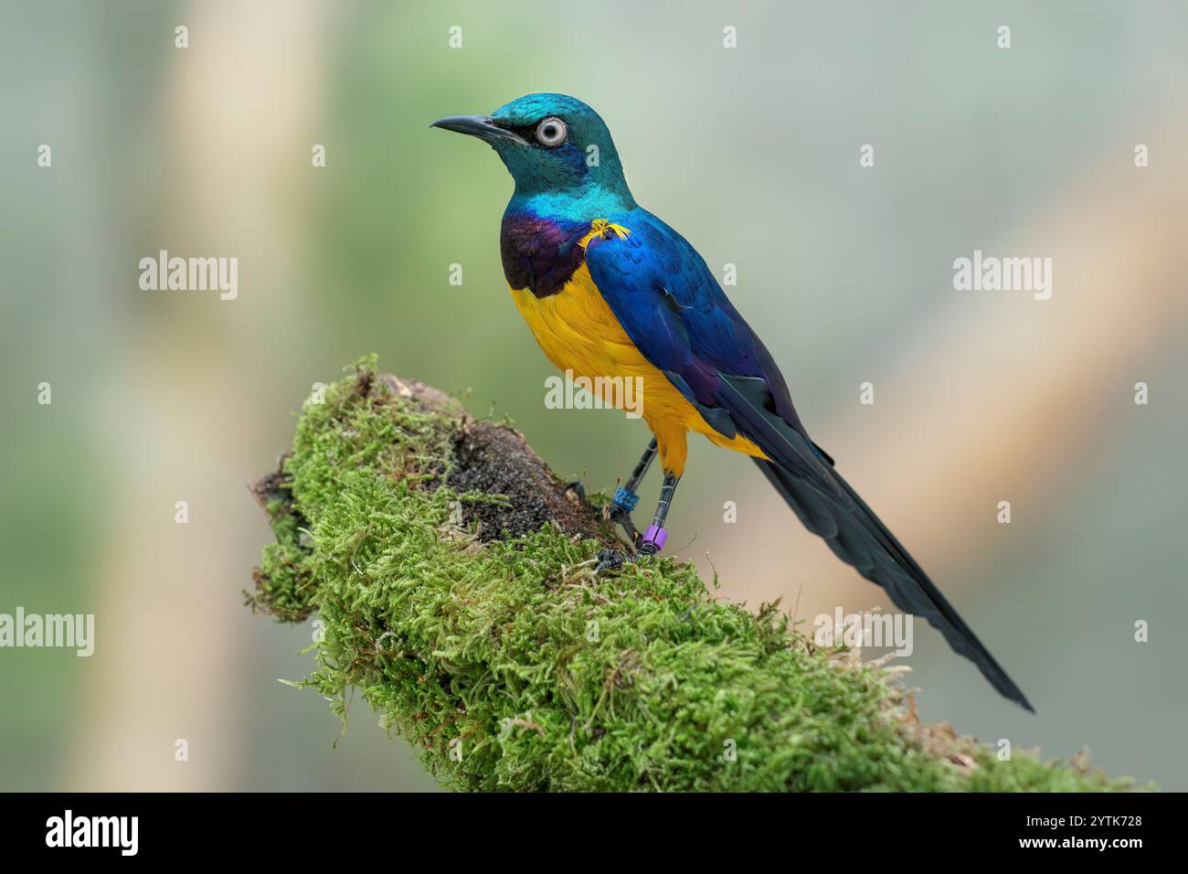 Golden breasted starling hi-res stock photography and images - Alamy