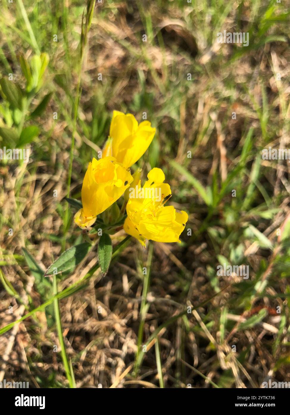 Narrowleaf Sundrops (Oenothera fruticosa fruticosa Stock Photo - Alamy