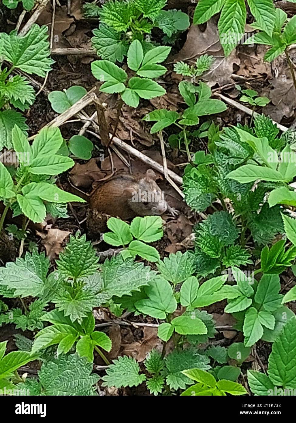 Striped Field Mouse (Apodemus agrarius Stock Photo - Alamy