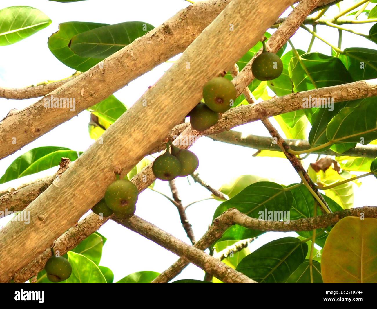 Bubu (Ficus bubu Stock Photo - Alamy
