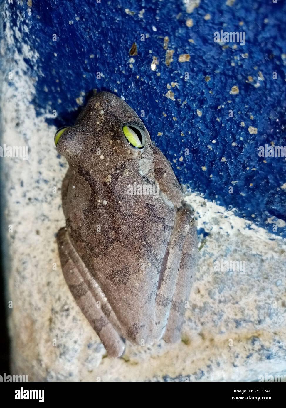 Banana Tree Dwelling Frog (Boana platanera Stock Photo - Alamy