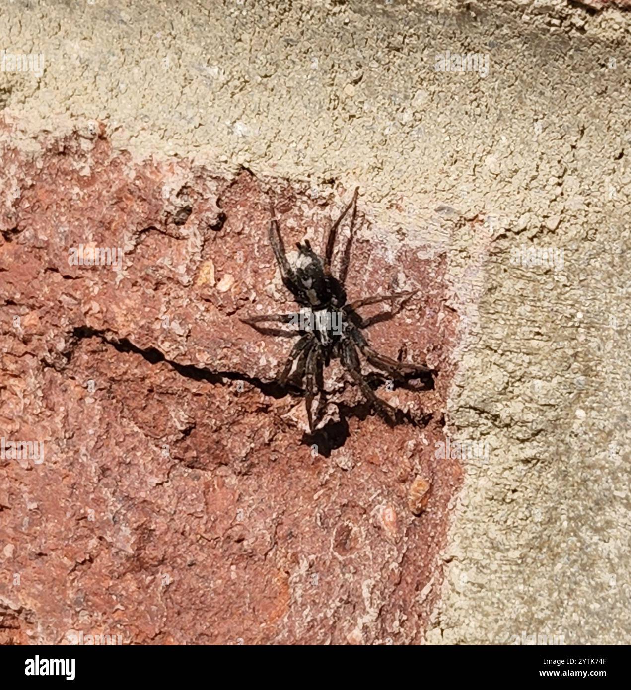 Eastern Parson Spider (Herpyllus ecclesiasticus Stock Photo - Alamy