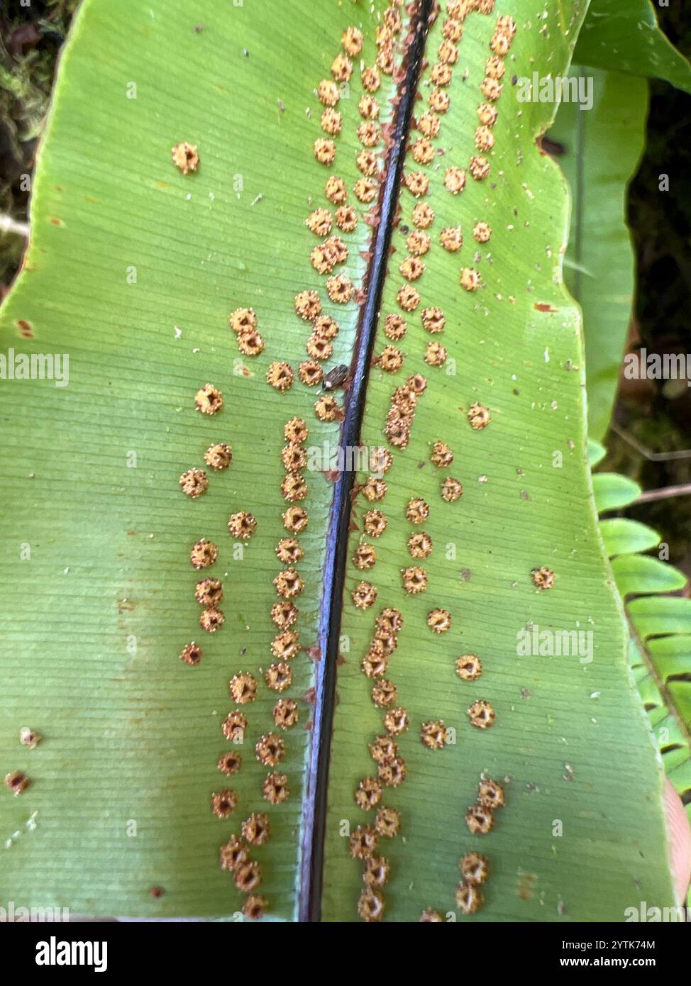 Oleander Fern (Oleandra articulata Stock Photo - Alamy