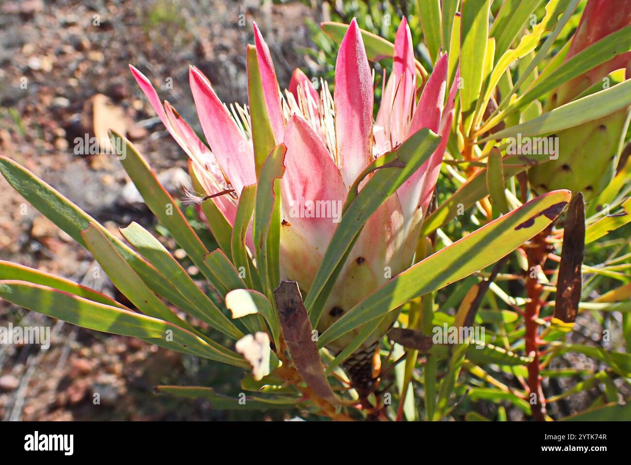 Common Sugarbush (Protea repens Stock Photo - Alamy
